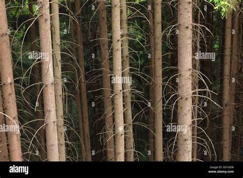 Forest Tree Trunks Stock Photo Alamy