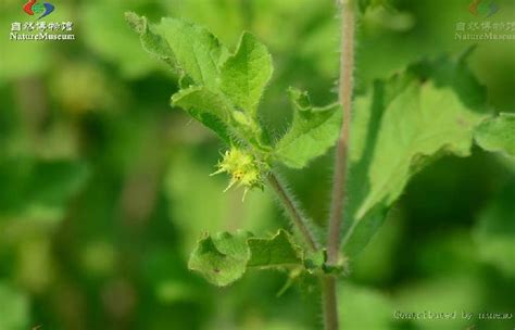 刺苞果属图册360百科