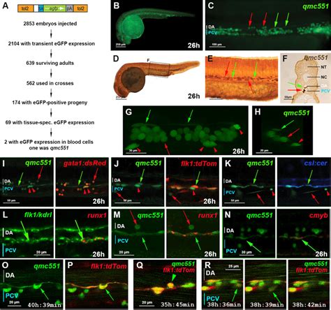 The Zebrafish Gene Trap Line Qmc551 Expresses Gfp In Primitive Red