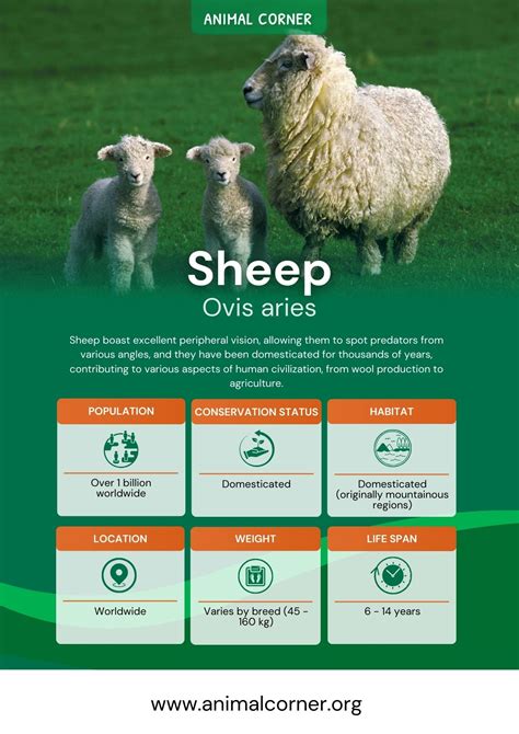 Domestic Sheep Facts Diet And Habitat Information