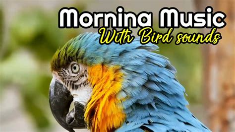 RELAKSASI MUSIK SUARA BURUNG DI HUTAN ENAK DIDENGAR MORNING MUSIC BIRD