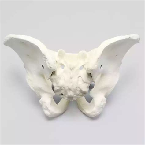 Pelvis Full Male Solid Foam 1680856712 코랩샵 Kolab 연구용 기자재 실험용 기초 소모품 및 연구 장비 전문 쇼핑몰