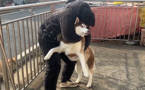 十一：快快快，他们不吃的都给我，我来吃！ 猪王叶妹的朋友圈 猪王叶妹的朋友圈 哔哩哔哩视频