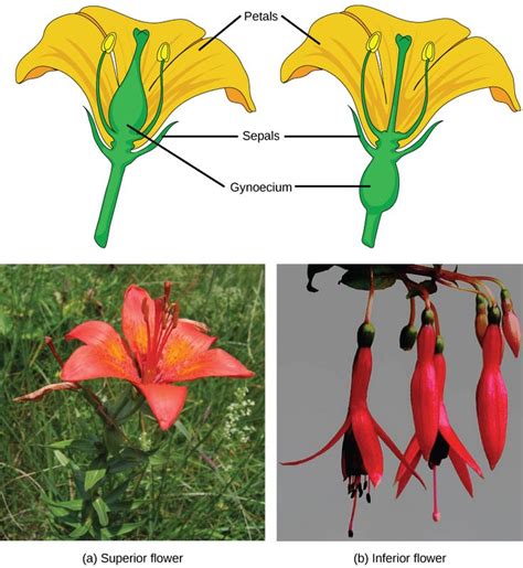 Reproductive Development And Structure Biology 2e Openstax Corn