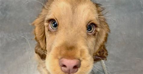 Meet Winnie The Cocker Spaniel With Gorgeous Eyes Who Looks Like A