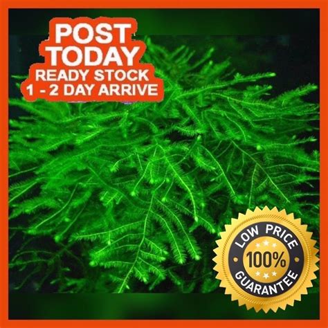 🔥promo Item🔥java Moss Murah Aquarium Aquascape Guppy Betta Life Moss Life Plant Shopee Malaysia