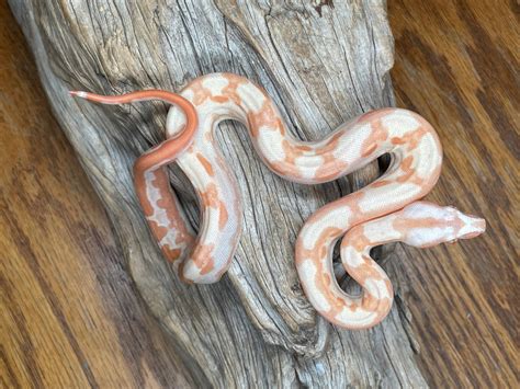 Coral Pastel Dream Sunglow Motley Boa Constrictor By Kame House Exotics Morphmarket