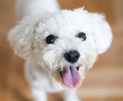 Grade 5 English Language Multimedia Elements With A Text