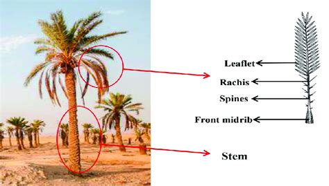 Stem And Rachis In A Palm Tree Download Scientific Diagram