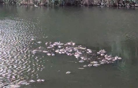 魚群活活被高溫熱死！高雄後勁溪驚見大量魚屍 生活 中時