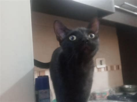 He Just Has An Tiny Brain Cell R Blackcats
