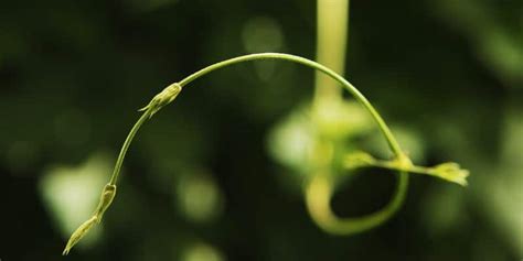 10 Minute Garden Visualization Script For Gratitude
