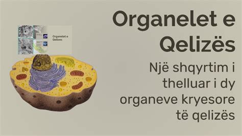 Organelet E Qelizës By Romina Sula On Prezi
