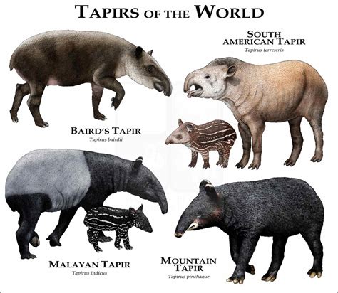 Toads Of North America Poster Print Inkart