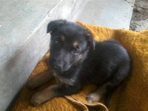 продавам немска овчарка Немска овчарка 2 месеца Женско черно