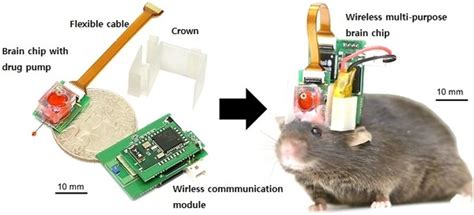 Mind Chip Developed To Manage Conduct Of Mice Kbr Pest Control