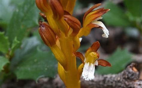 Corallorhiza Maculata Var Maculata Calflora