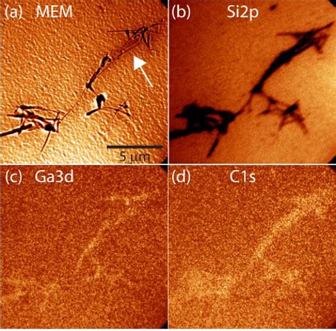 Figure 3 From Electron Microscopy Imaging Of Proteins On Gallium