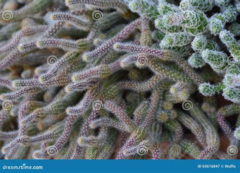 Looks Like Worms Stock Image Image Of Cactus Strange 65616847