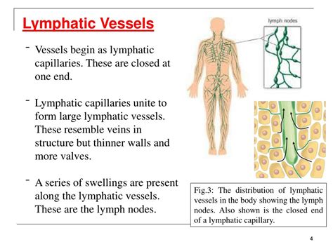 Lymphatic System Ppt