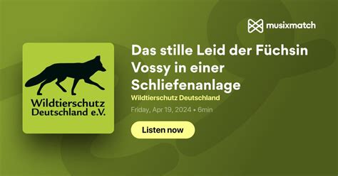 Das Stille Leid Der Füchsin Vossy In Einer Schliefenanlage