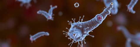 Microbiology And Microorganisms Overview