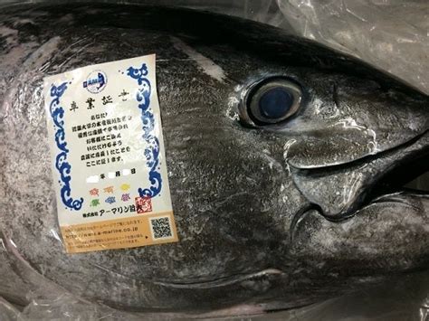 近畿大学卒業の魚－近大マグロ 侘寂伝文わさびやブログ
