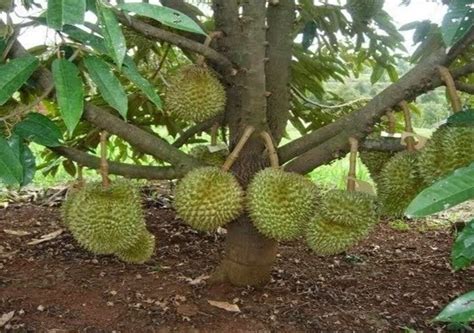 Cara Menanam Strawberry Untuk Pemula Agar Cepat Berbuah