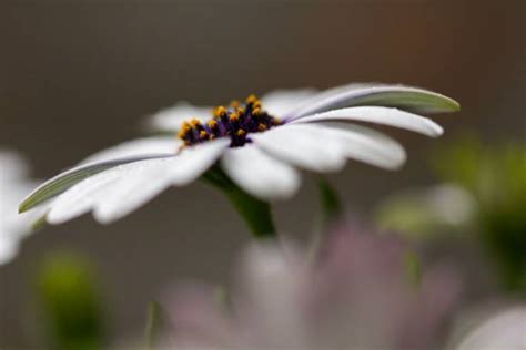 코레옵시스 이미지 스톡 사진 및 일러스트 Istock