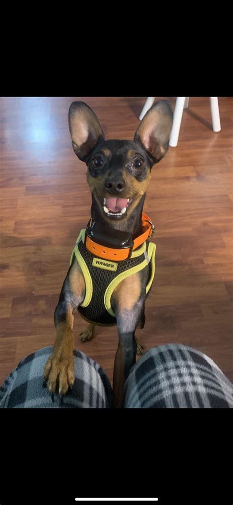 Spike Smiling Because Im About To Throw His Toy Rpuppysmiles