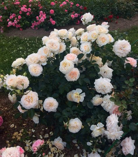 Пинк абунданс роза фото и картинки 69 штук