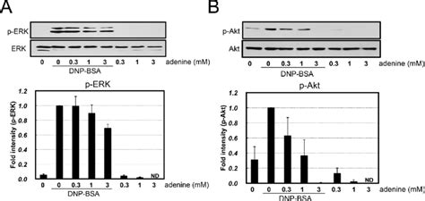 Adenine Inhibited Antigen Induced Erkakt Phosphorylation A Western