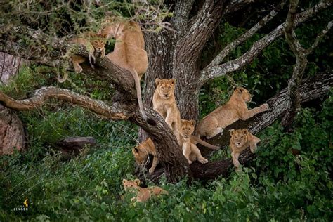 Best Places To Watch Lions And Other Big Cats Wild Planet Safaris