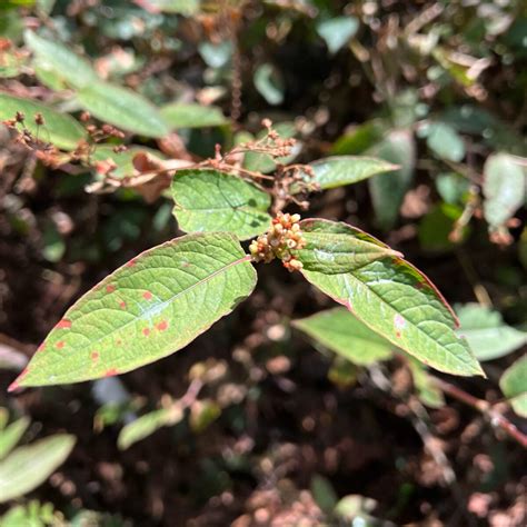 Curlytop Knotweed Polygonum Lapathifolium — Edible Plant Edible