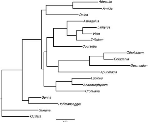 Phylogram Showing The Consensus Phylogeny Of The Fabaceae Obtained By
