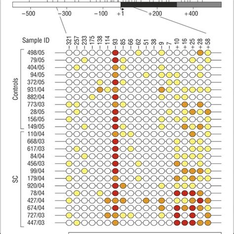 Methylation Analysis By Genomic Bisulfite Sequencing Top Panel