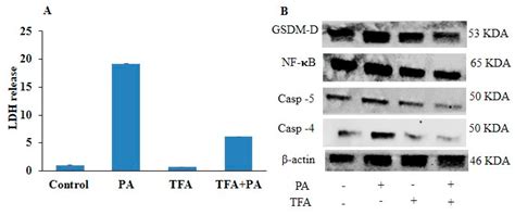 Pyroptosis In Endothelial Cells And Extracellular Vesicle Release In