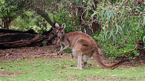 Kangaroo Scared Febspot