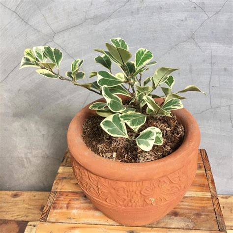 Varigated Ficus Triangularis Furniture And Home Living Gardening