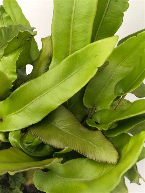 Phyllitis Scolopendrium Asplenium Scolopendrium Golden Valley Plants