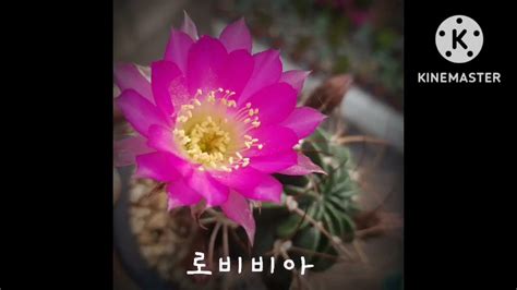 해뜰다육향기보기 송로옥 신천지신비화옥 오십령옥마소니아 꽃이 예쁜 다육식물 선인장국민다육다육이농장다육이키우기