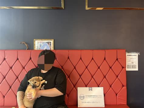 믹스견 핑크 보스턴테리어 핏불테리어 허스키 테리어종류 꼬똥 차오차오 아프간하운드 Cat 강아지분리불안 털안빠지는강아지 귀여운강아지 강아지종 사바나캣 믹스견 잭러셀테리어 시추