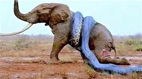 Can A King Cobra Kill An Elephant