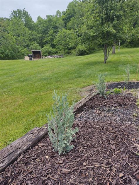 Moonglow Juniper Trees For Sale
