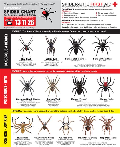 Spider Chart