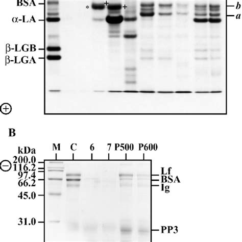 Size Exclusion Fast Protein Liquid Chromatography On A Superose 6