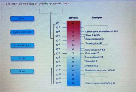 Label The Following Diagram With The Appropriate Terms Solve