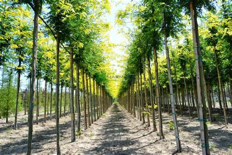 Thornless Honey Locust Sunburst Tige Gleditsia Triacanthos Sunburst