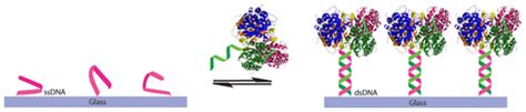 Dna Journal Of The American Chemical Society X Mol