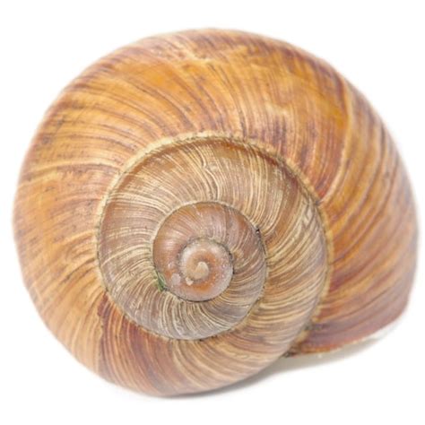 Snail Anatomy Explained All About Gastropod Physiology